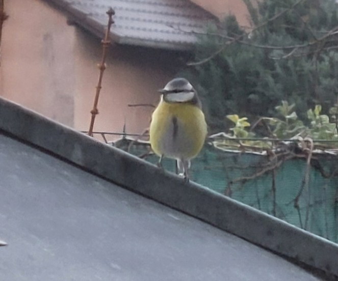 janvier 2026 – Les aiguilles de Rose